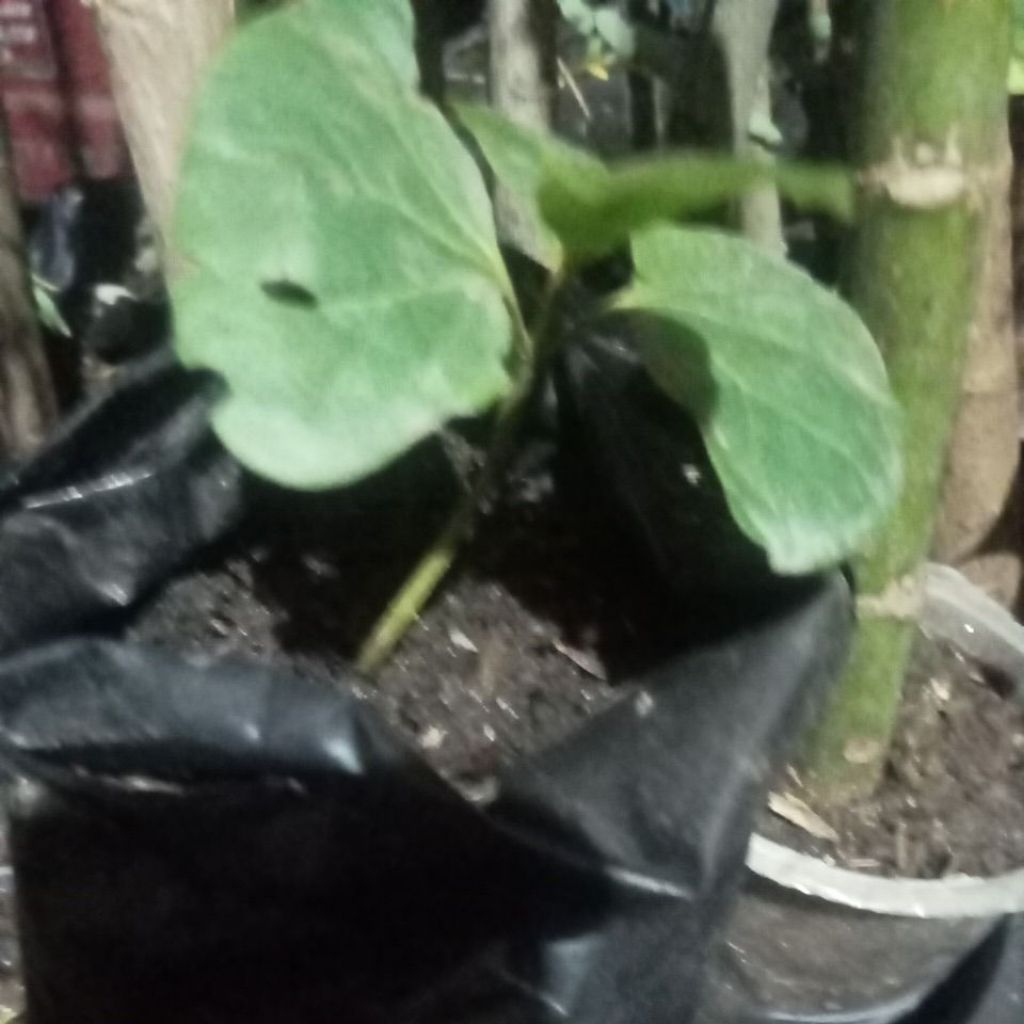 Talisay seedlings rooted. ready to transfer and planted around your ...