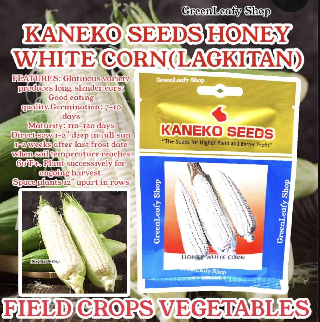 MAIS (LAGKITAN) HONEY WHITE CORN KANEKO SEEDS,STARTER SEEED PACK,HOME ...