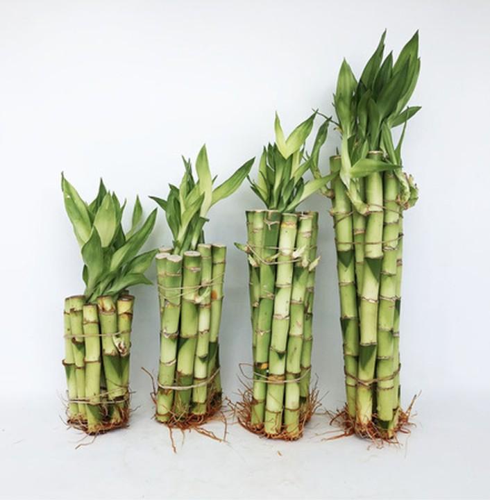 Lucky Bamboo 'Uprooted' (Not Seed) for Indoor and Outdoor Plant ...