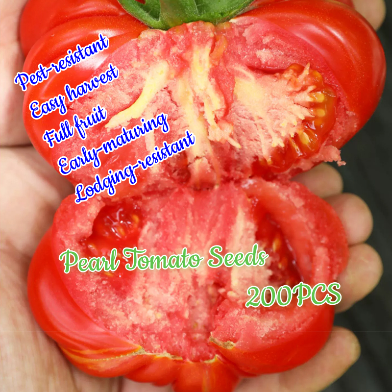 PEARL TOMATO / (200 seeds) BEEF STEAK TOMATO | Shopee Philippines