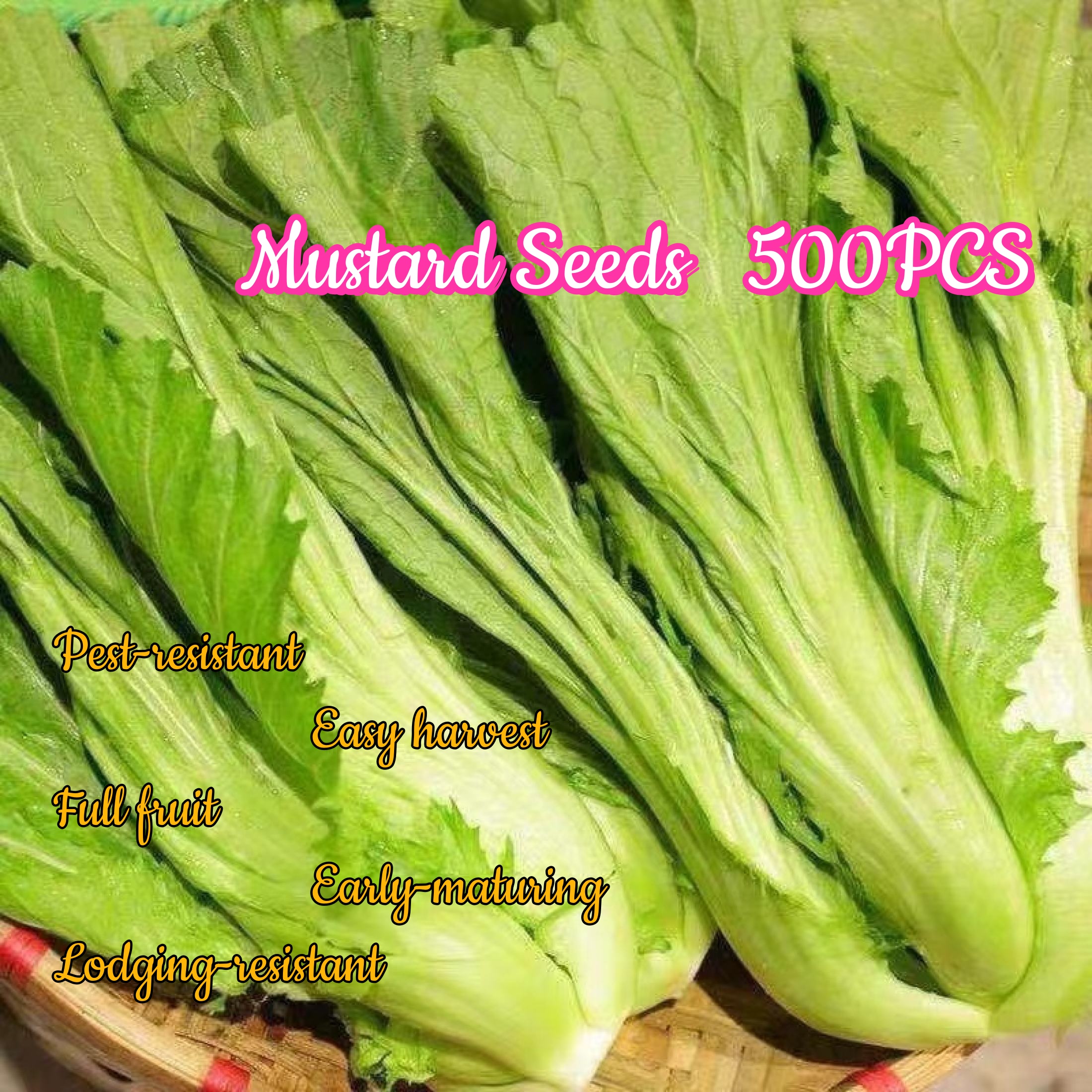 MUSTARD SEEDS / MUSTASA SEEDS (500 seeds) Chinese | Shopee Philippines
