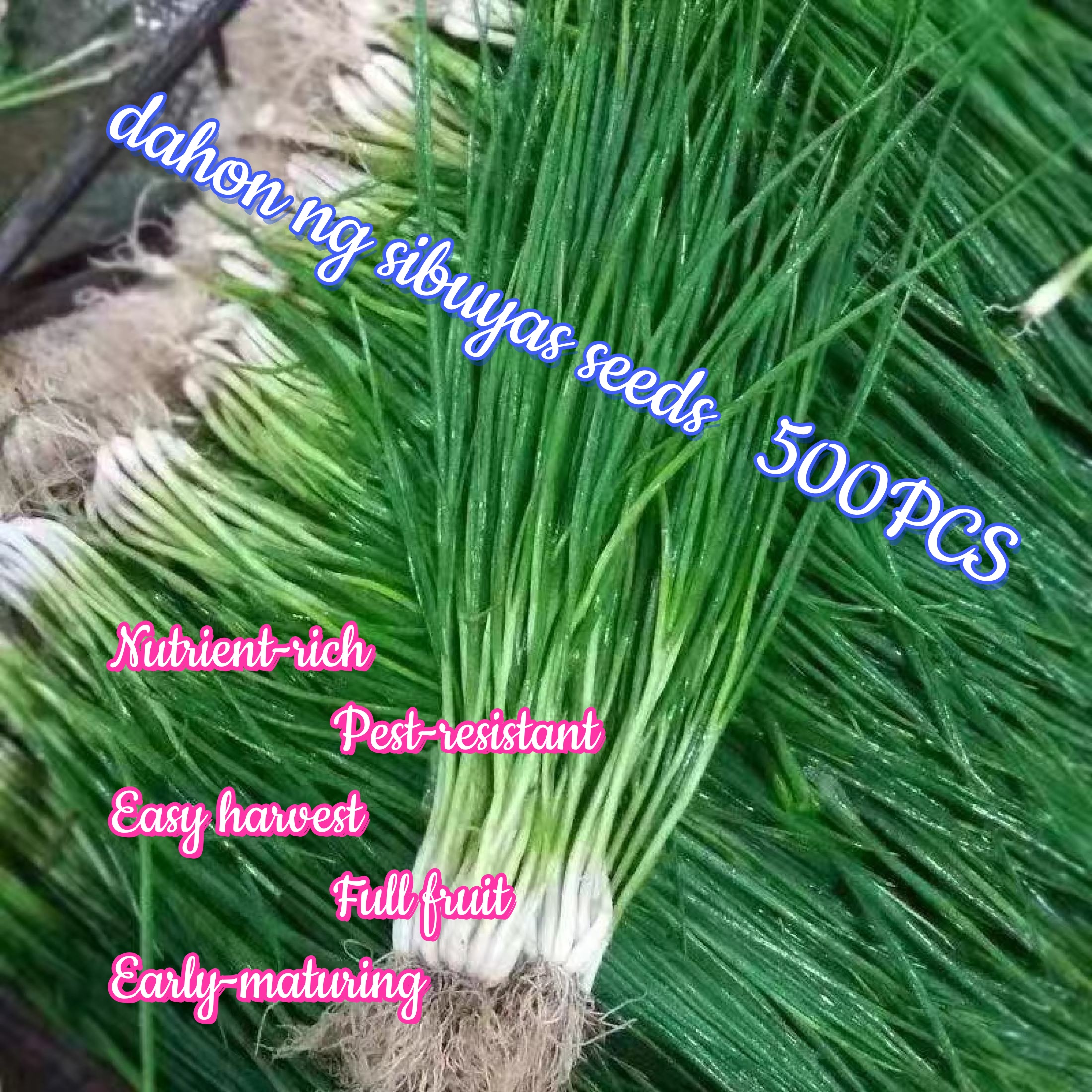 (500 SEEDS) DAHON NG SIBUYAS/BUNCHING ONION /JAKKOU VARIETY/EASY TO ...