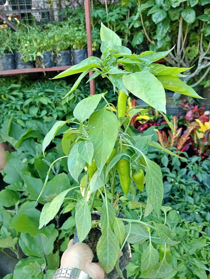 BUY1 TAKE1 SILI PANIGANG PLANT (not seeds) with FREE garden soil and ...