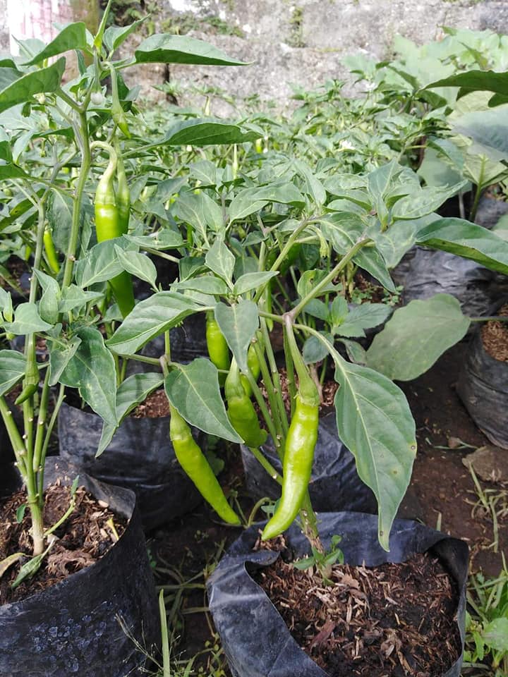 BUY1 TAKE1 SILI PANIGANG PLANT (not seeds) with FREE garden soil and ...