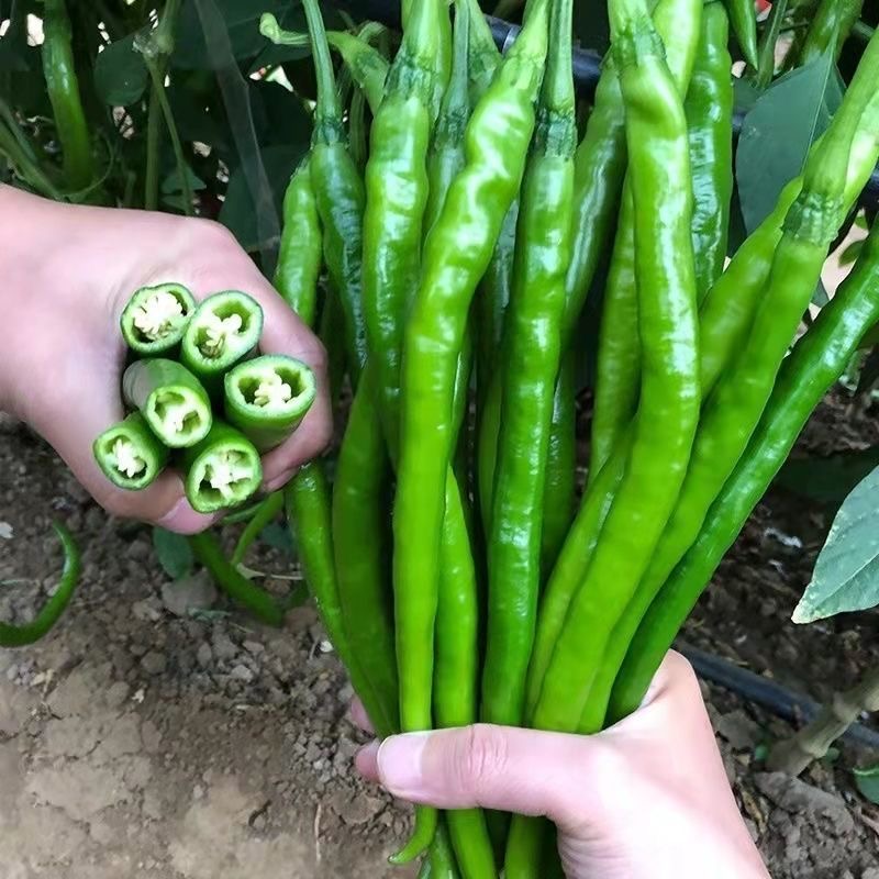 Red Long Chili Seeds for Planting (100 Seeds)-High Yield | Shopee ...