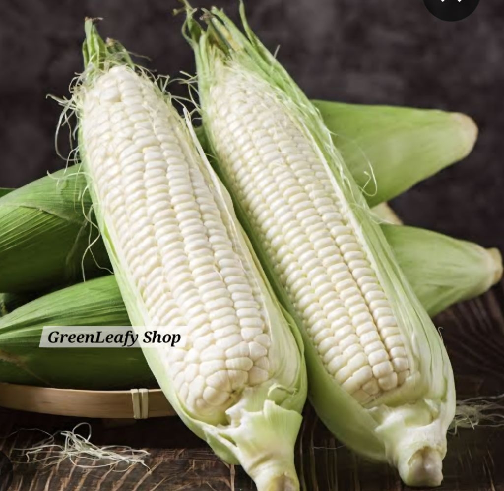 MAIS (LAGKITAN) HONEY WHITE CORN KANEKO SEEDS,STARTER SEEED PACK,HOME ...