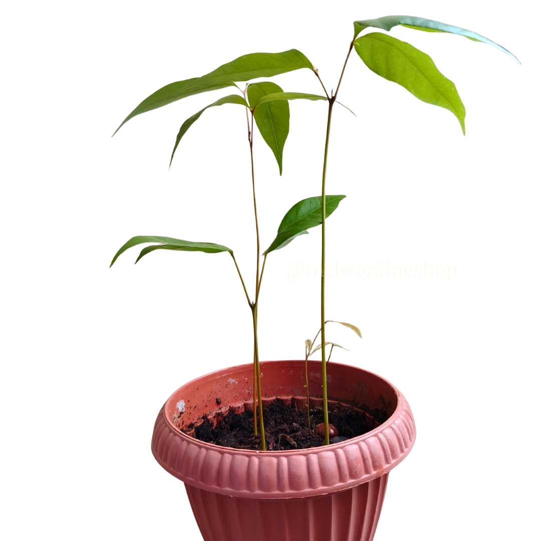 Lychee/Litsiyas/Litchi/leechee/lichee Seedlings (For buyers in the ...