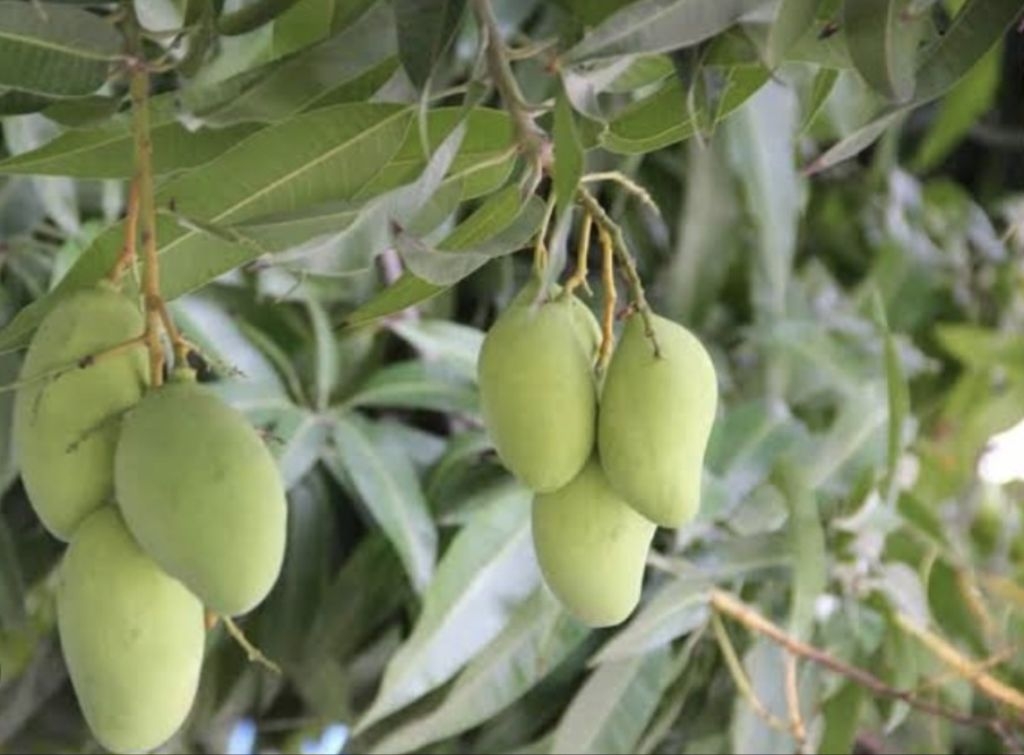 Grow More (Flower Inducer ) Pampabulaklak Growing Repack GreenLeafy ...