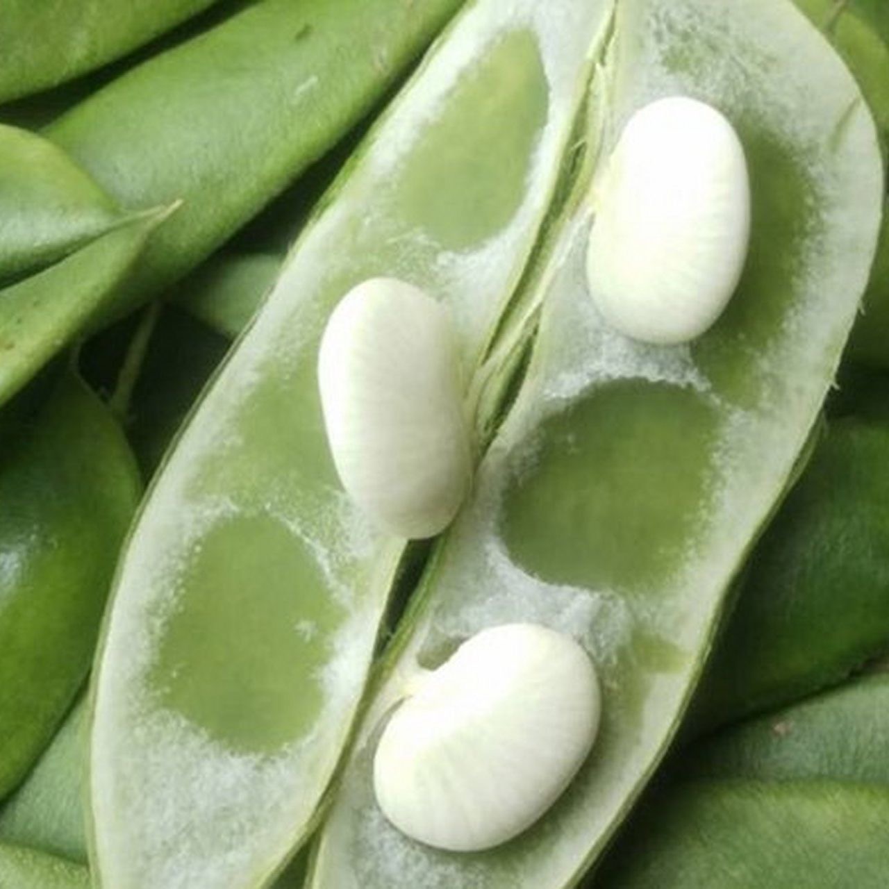 Patani Seeds - (4SEEDS) PATANI BEAN / LIMA BEAN / RPO Lima Beans Patani ...