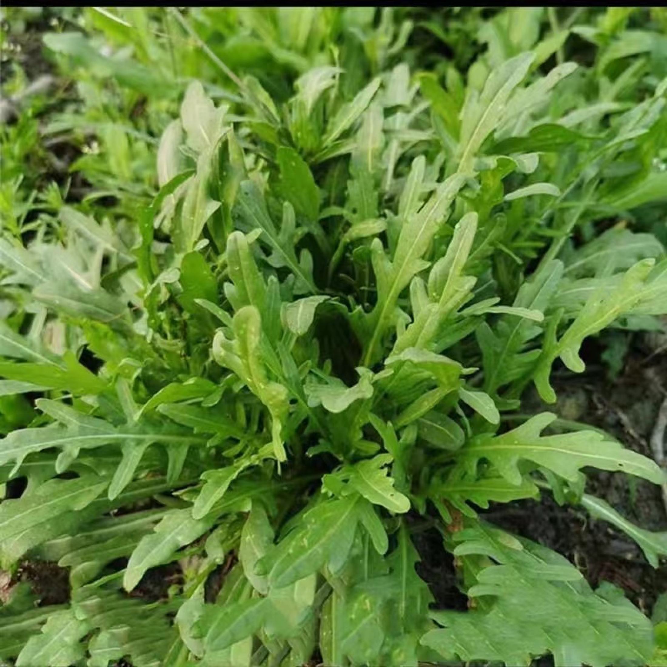 ARUGULA SEEDS (400 seeds) - Rocket Arugula | Shopee Philippines