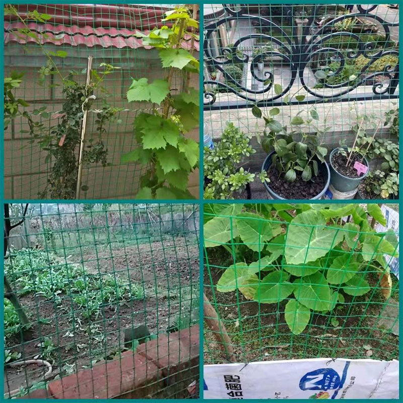 PVC WELDED WIRE MESH (PVC COATED GALVANIZED) for Plants and Animal ...