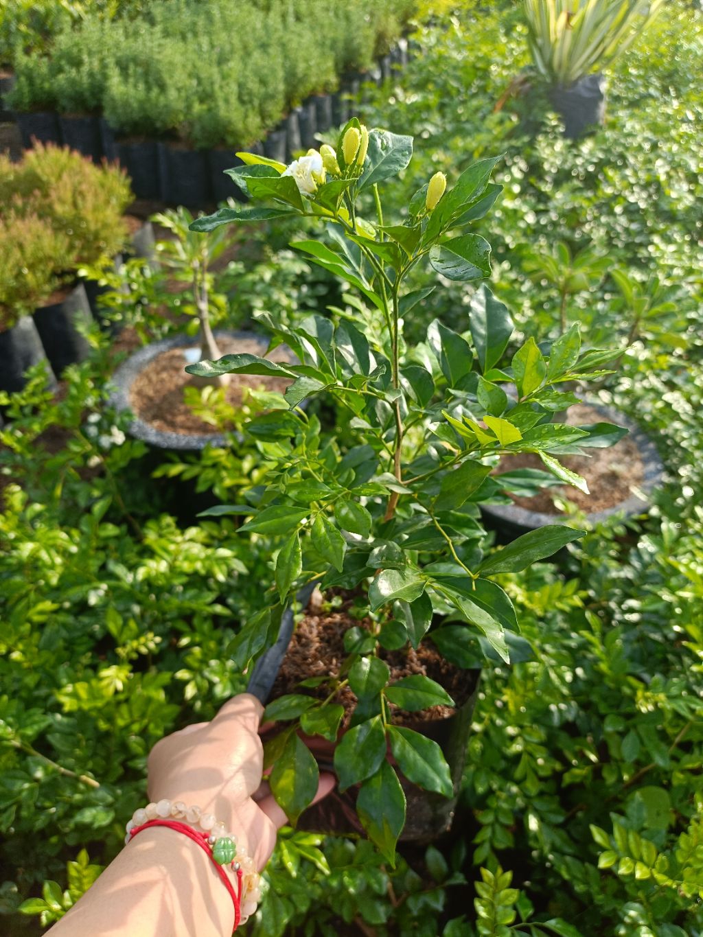 KAMUNING PLANT (Orange Jasmine) - Sweet Smelling Fragrant Flowers ...