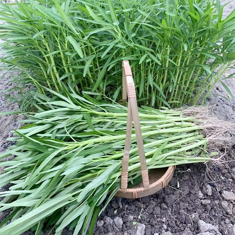 (100seed) Chinese Kangkong Seeds / Upland Kang kong / Water Spinach ...