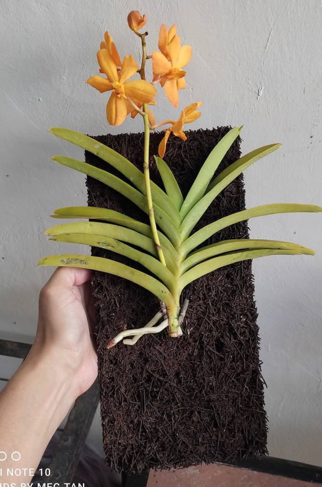 Organic Fern Slab for Orchids Good for Trailing and Hanging Live ...