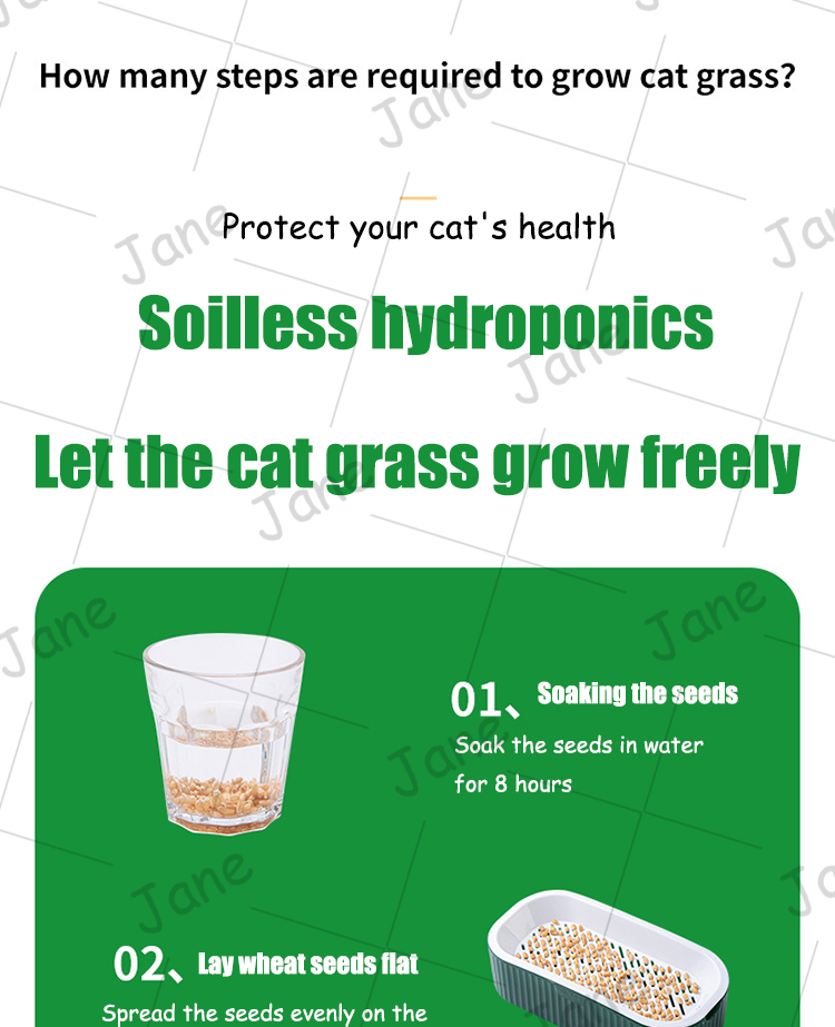 Organic Cat Grass Seeds Send 8 Packs Of Seeds Soilless Cultivation ...