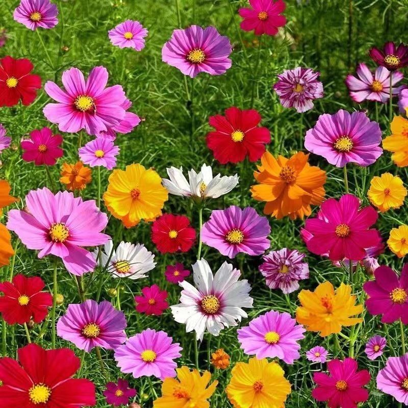 Dwarf Pyrethrum Seeds - Compact Growth (30-40cm), Perfect for Borders ...