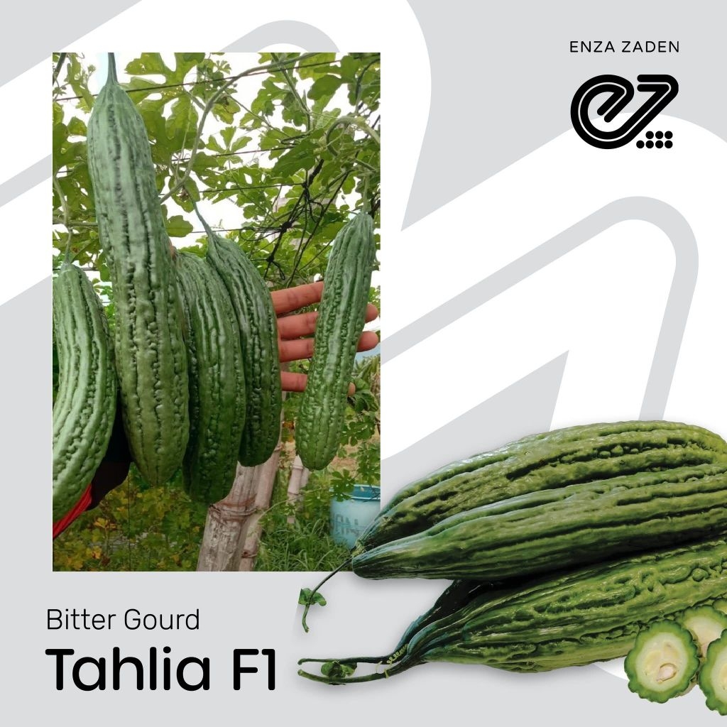 Tahlia F1 Hybrid Ampalaya / Bitter Gourd / 500 seeds - Enza Zaden ...