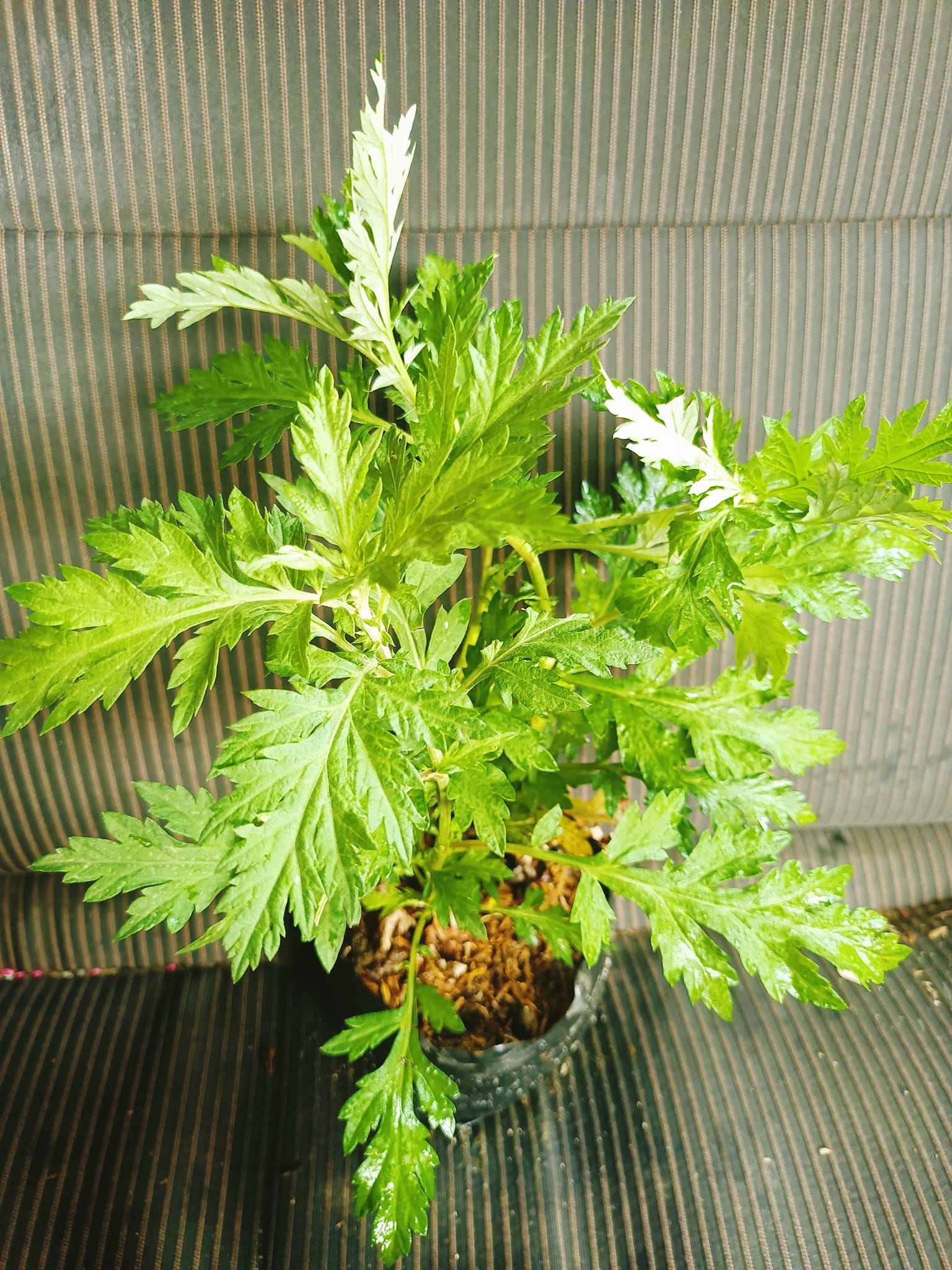 BUY 1 GET 1 FREE DAMONG MARIA LIVE PLANT (NOT Seeds) with FREE garden ...