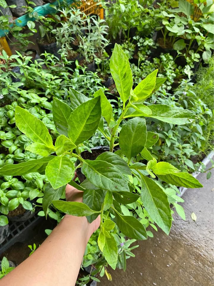[BAGSAK PRESYO] BUY1 TAKE1 ASHITABA GYNURA (Not Seeds) With Free garden ...