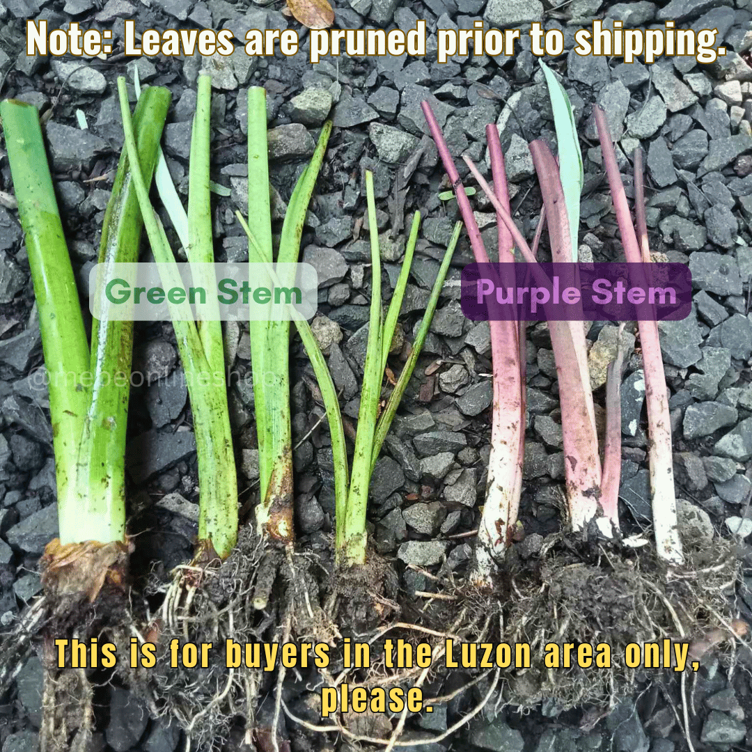 Edible Taro(Gabi )Bulbs | Purple Yam (Ube) PANGTANIM (Luzon only ...