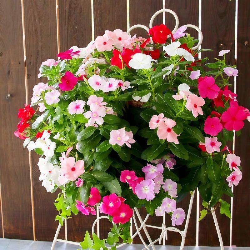 Periwinkle Seeds-Guaranteed Germination, Perfect for Beginners - 200 ...