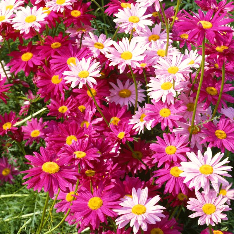Pyrethrum Flower Seeds 100 Pcs-Natural Insecticide Plant, Easy to Grow ...