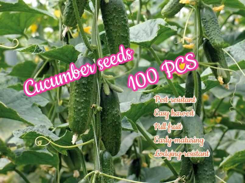cucumber seeds - (100seeds) - condor seeds - plant seed - vegetable seeds | Shopee Philippines