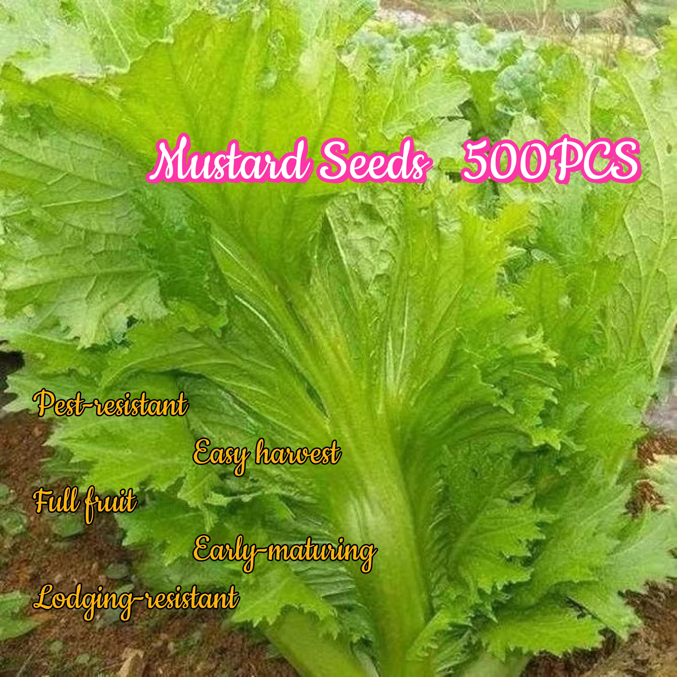 Mustasa Seeds | Mustard Seeds | Vegetables seeds | Golden Plant and ...