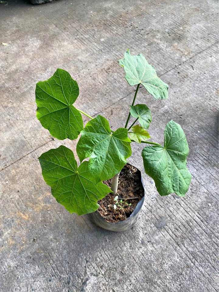 BUY 1 GET 1 FREE TUBA TUBA PLANT (NOT Seeds) with FREE garden soil and ...