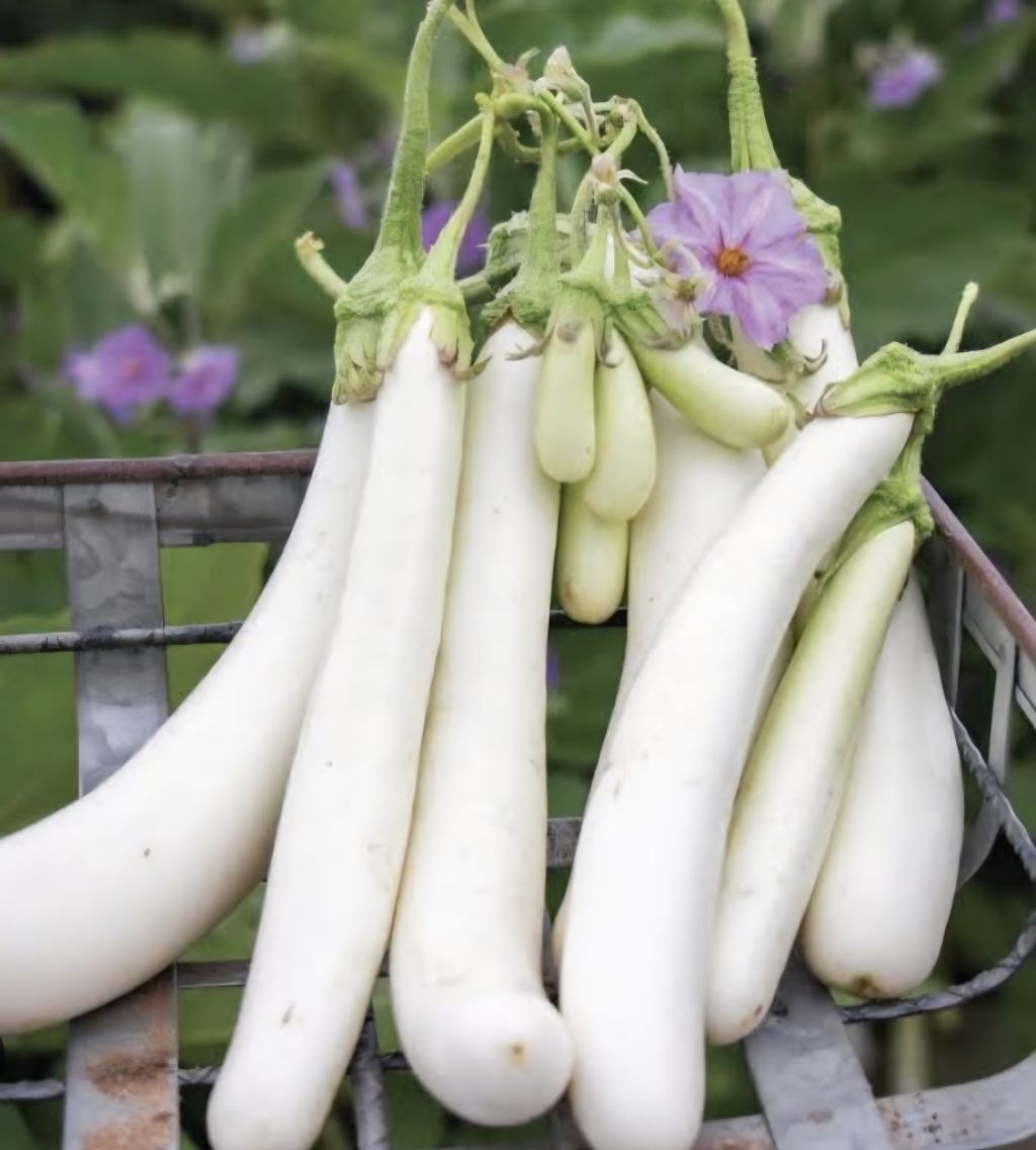 TISOY TALONG JAPANESE HYBRID EGGPLANT 1.5g KANEKO SEEDS VEGETABLE SEEDS ...
