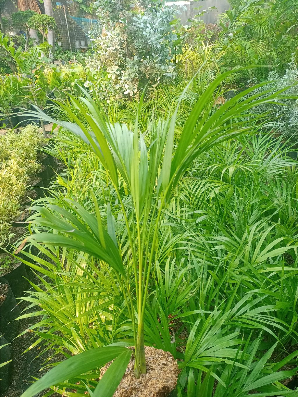 Palmera I Areca Palm 1 feet and Up I Live Plant I Fully Rooted | Shopee ...