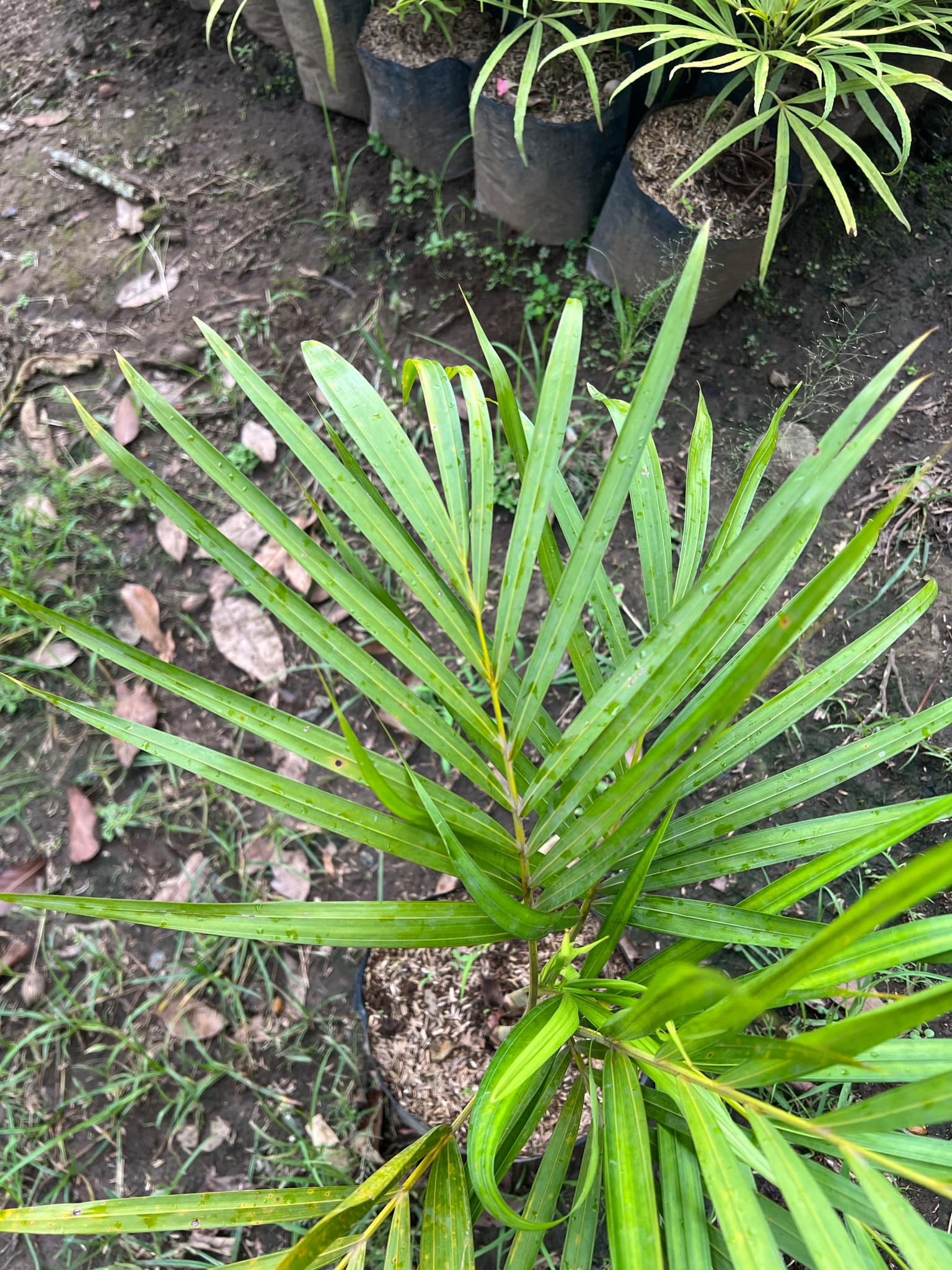 Palmera Plants - LIVE FOR SALE WITH SOIL | Shopee Philippines