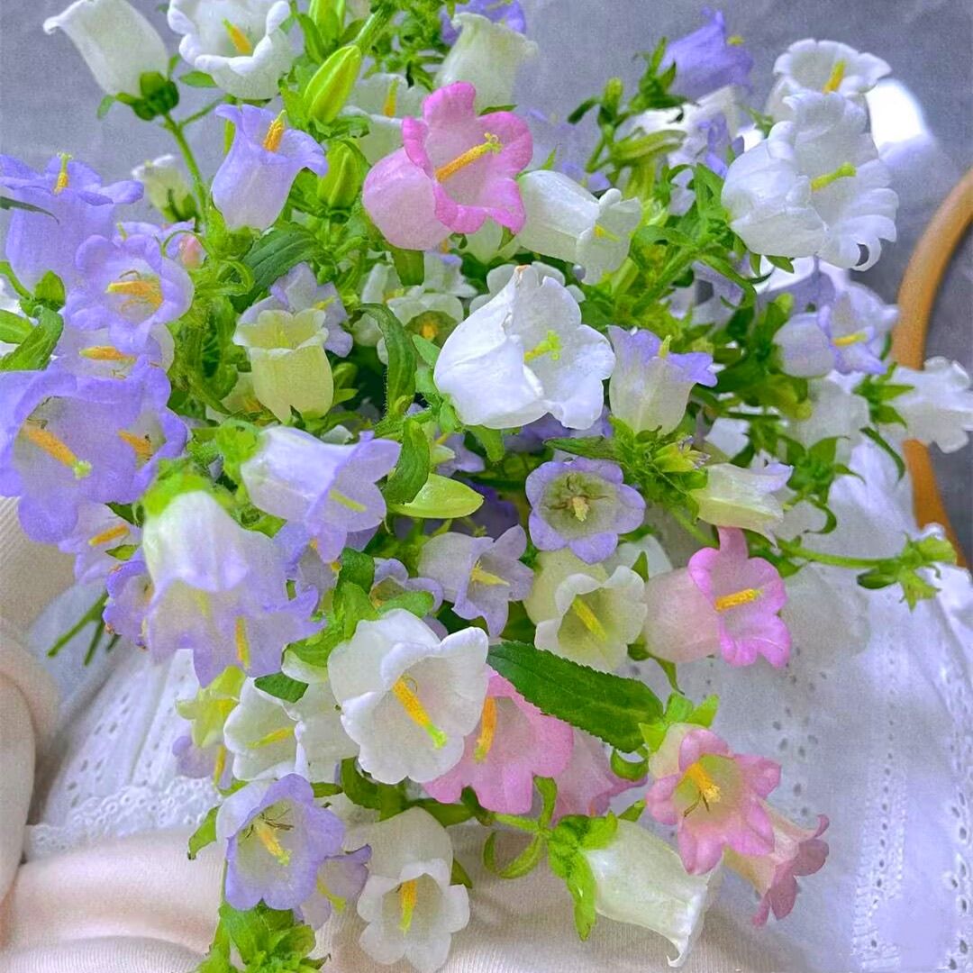 100Pcs+ Fast-Growing Bellflower Seeds–Quick Germination for Early ...