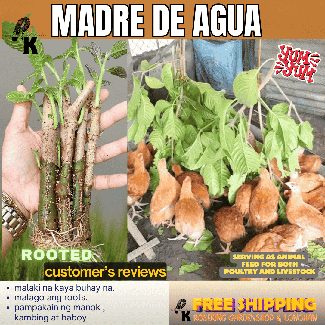 MADRE DE AGUA CUTTINGS ROOTED MY DAHON AT UGAT NA KAYA SIGURADO ...