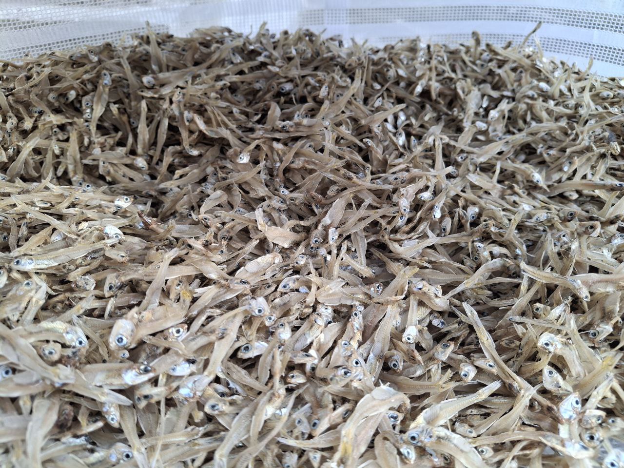 Dried Dilis 100g, 250g, 500g – Premium Quality from Bicol | Dried Fish ...