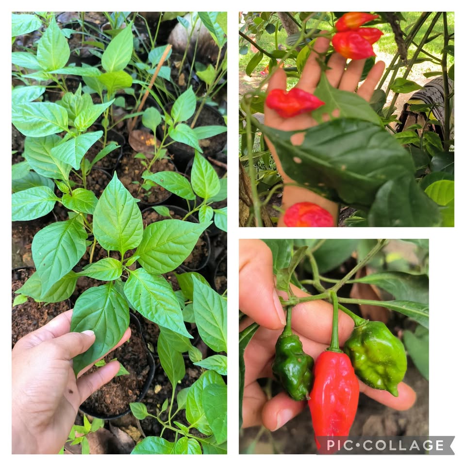 BUY1 TAKE1 SILING DEMONYO LIVE PLANT (not seeds) with FREE garden soil ...