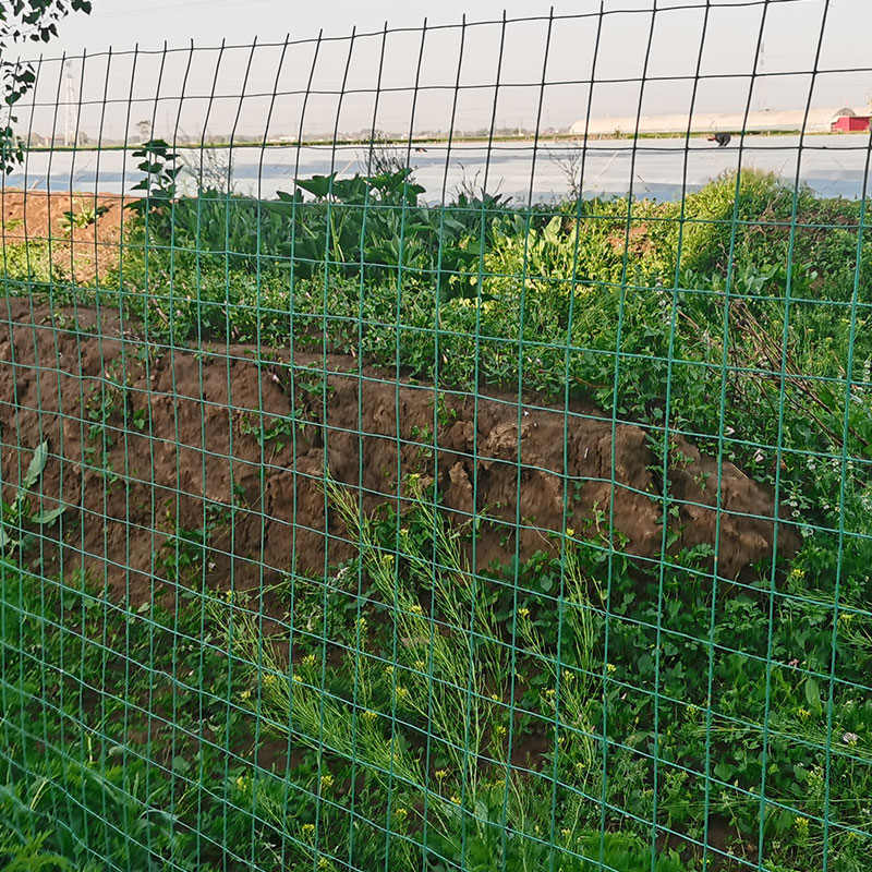 PVC WELDED WIRE MESH (PVC COATED GALVANIZED) for Plants and Animal ...