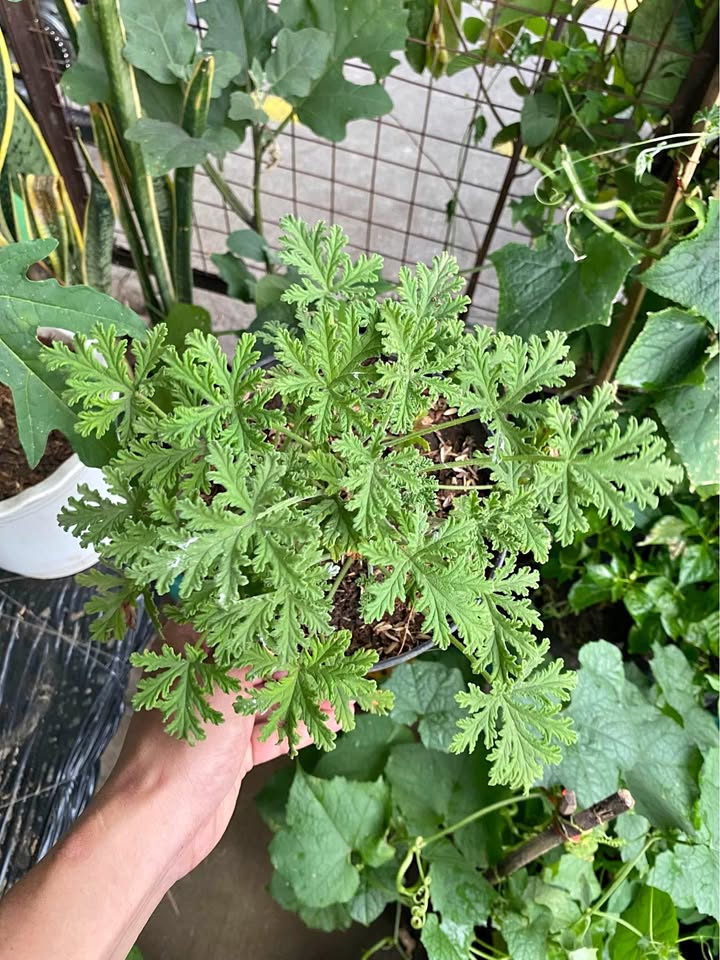 BUY 1 GET 1 FREE CITRONELLA MALVAROSA 'ANTI MOSQUITO LIVE PLANT (NOT ...
