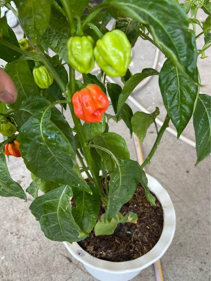 BUY 1 GET 1 FREE SILI DEMONYO LIVE PLANT (NOT Seeds) with FREE garden ...