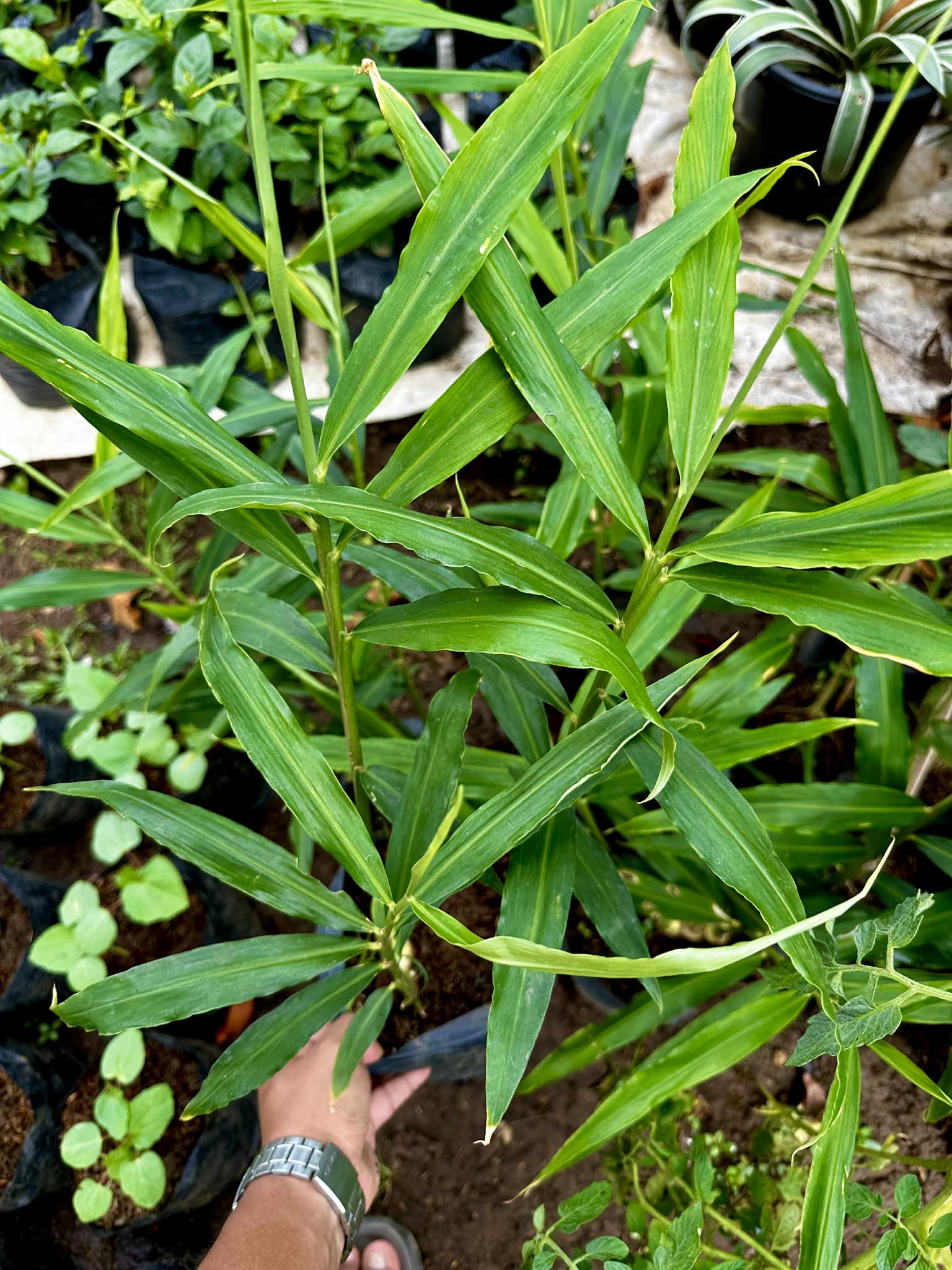 BUY1 TAKE1 LUYA MOTHER PLANT (not seeds) with FREE garden soil and ...