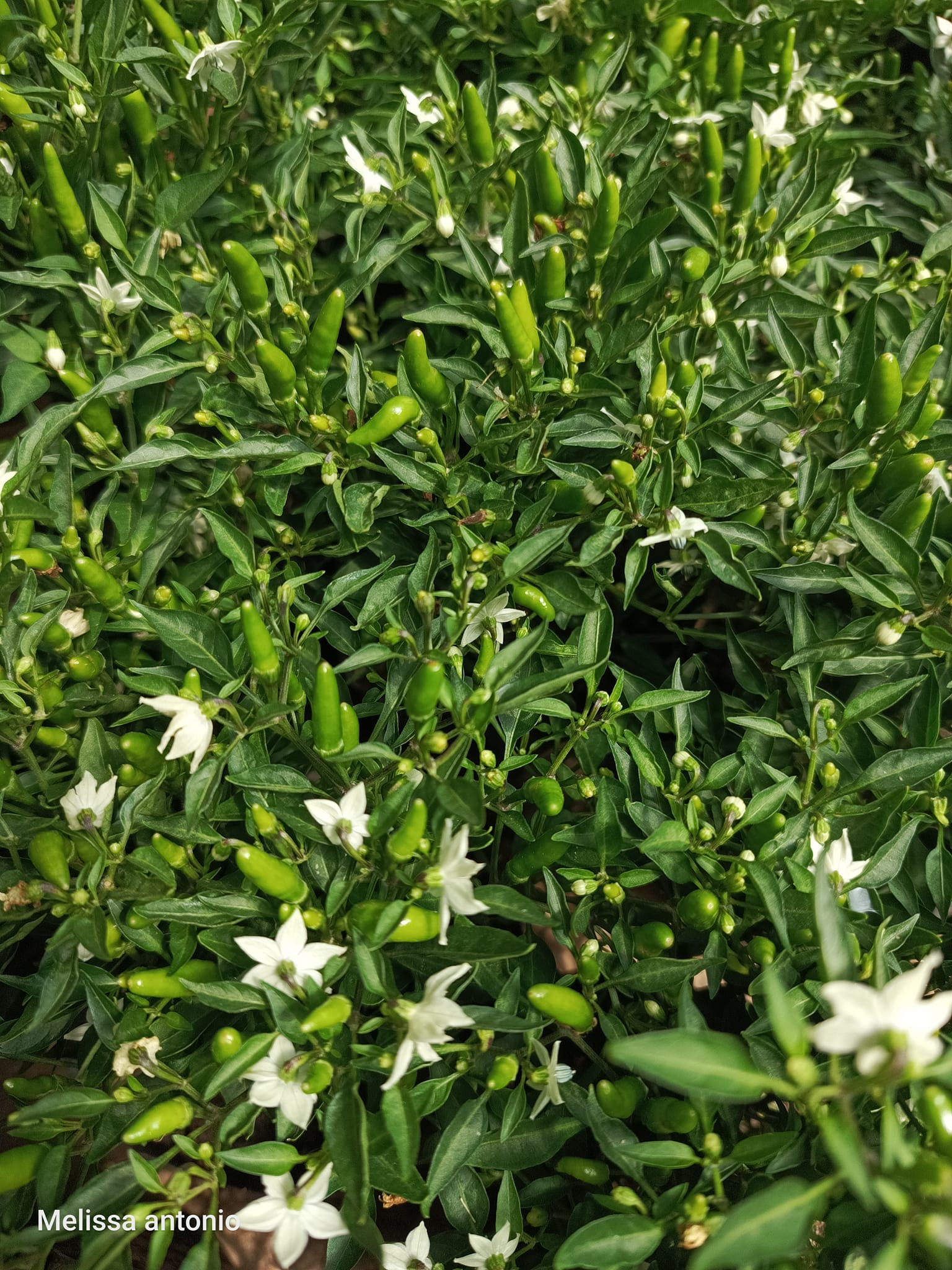 [BAGSAK PRESYO] BUY1 TAKE1 FREE SILING LABUYO PLāNT (Not Seeds) WITH ...