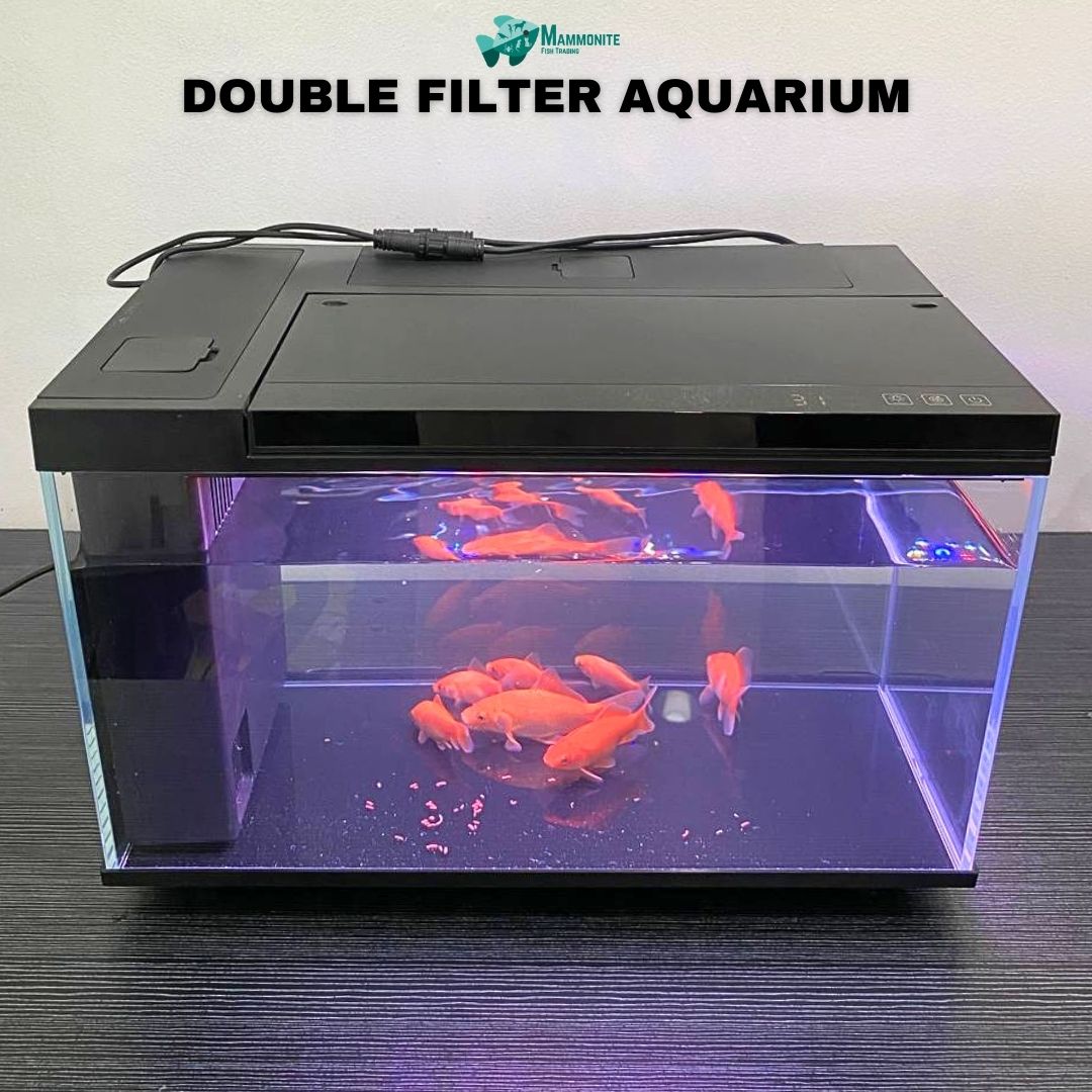 Ultra Clear Glass Double Filter System Aquarium Tank with LED 20L Model ...