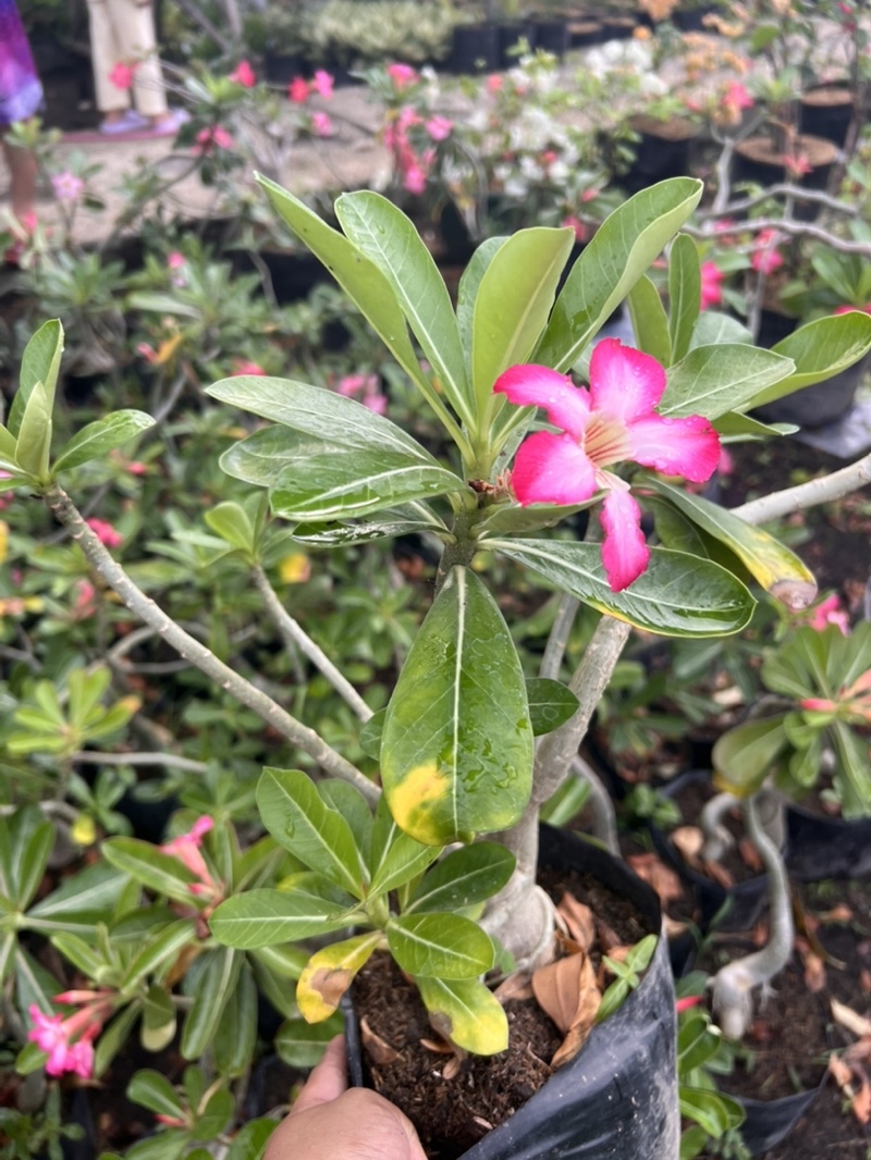 Adenium Calachuchi | Kalachuchi | Live Plant | Shopee Philippines