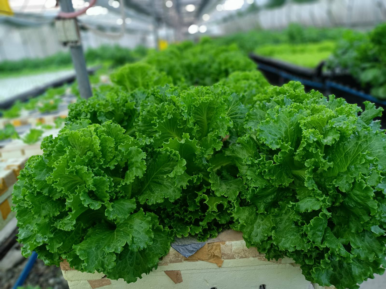 Growbox for Hydroponic Kratky (Hobby) Starter kit for Beginner with net ...