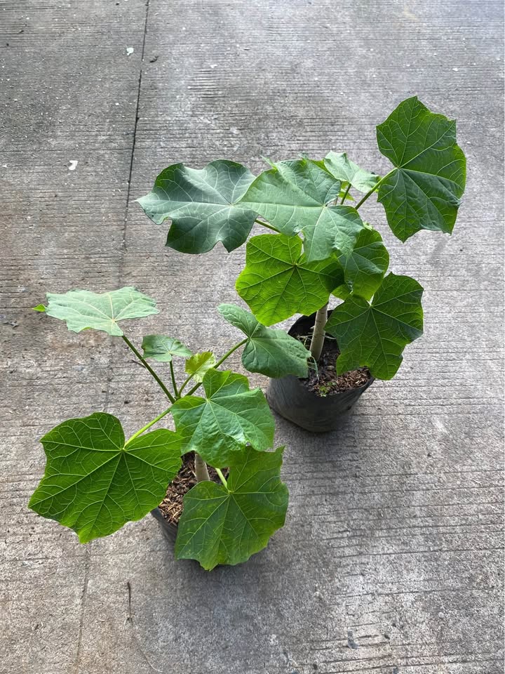 Buy 1 Take 1 TUBA TUBA PLANT (NOT Seeds) with FREE garden soil. Real ...