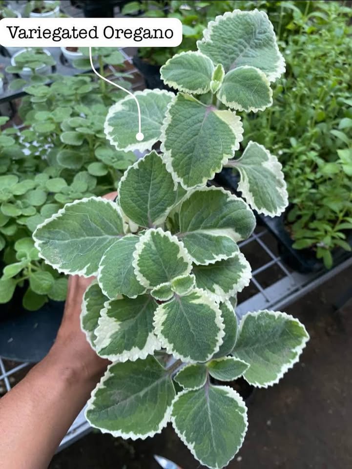 Buy 1 Take 1 VARIEGATED OREGANO PLANT (NOT Seeds) with FREE garden soil ...