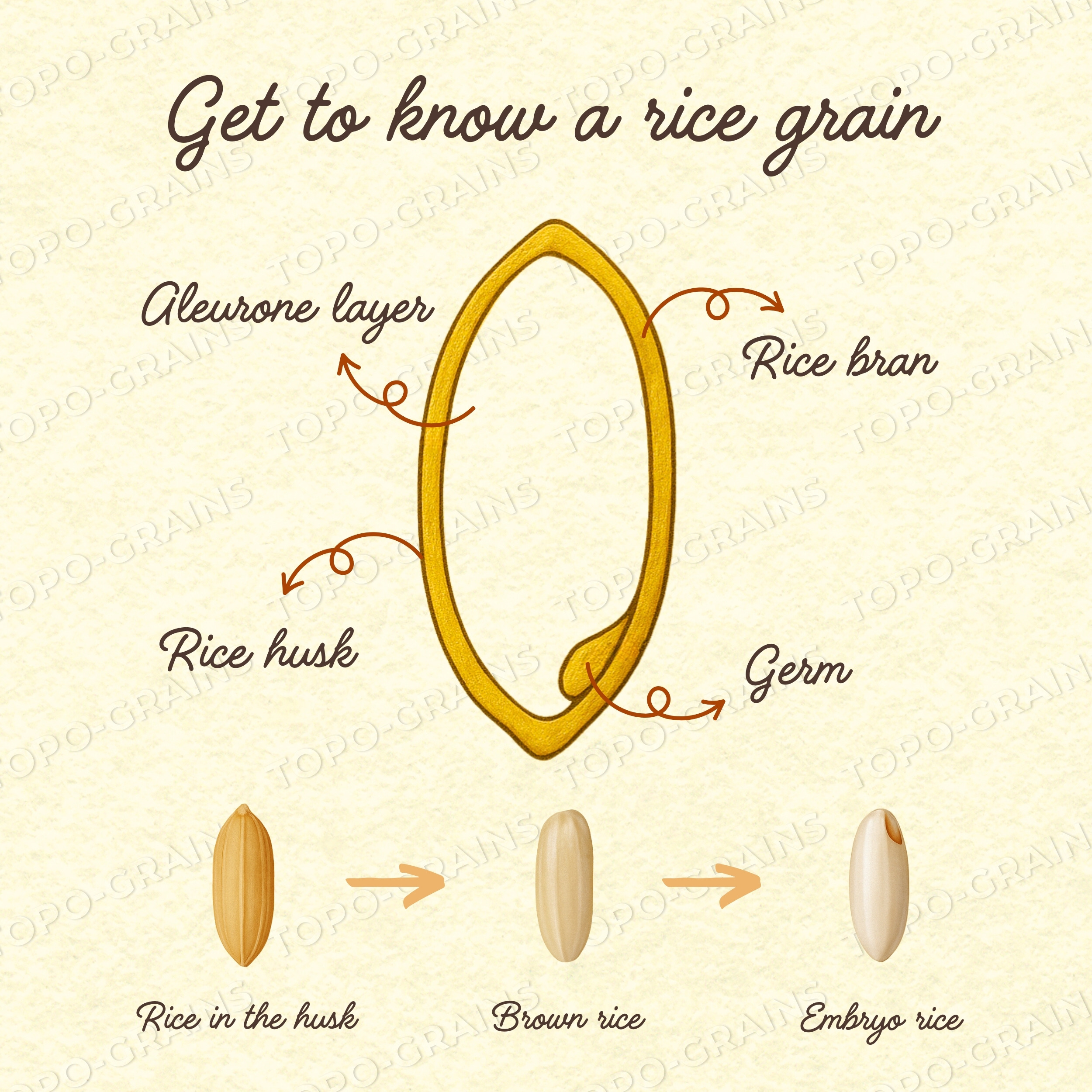 VIKINGS Maharlika White Rice Bigas 25 KG- Malambot , Masarap at ...