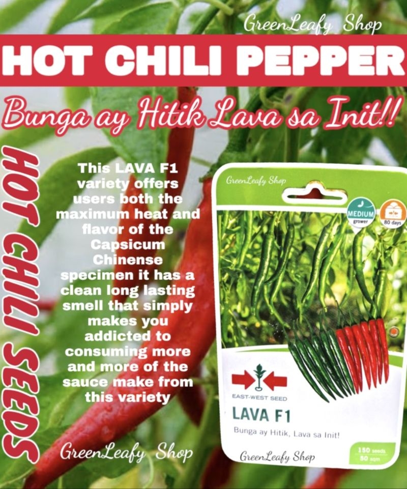 SILING PULA HABA LAVA F1(150 SEEDS) HYBRID HOT PEPPER SUPER ANGHANG ...