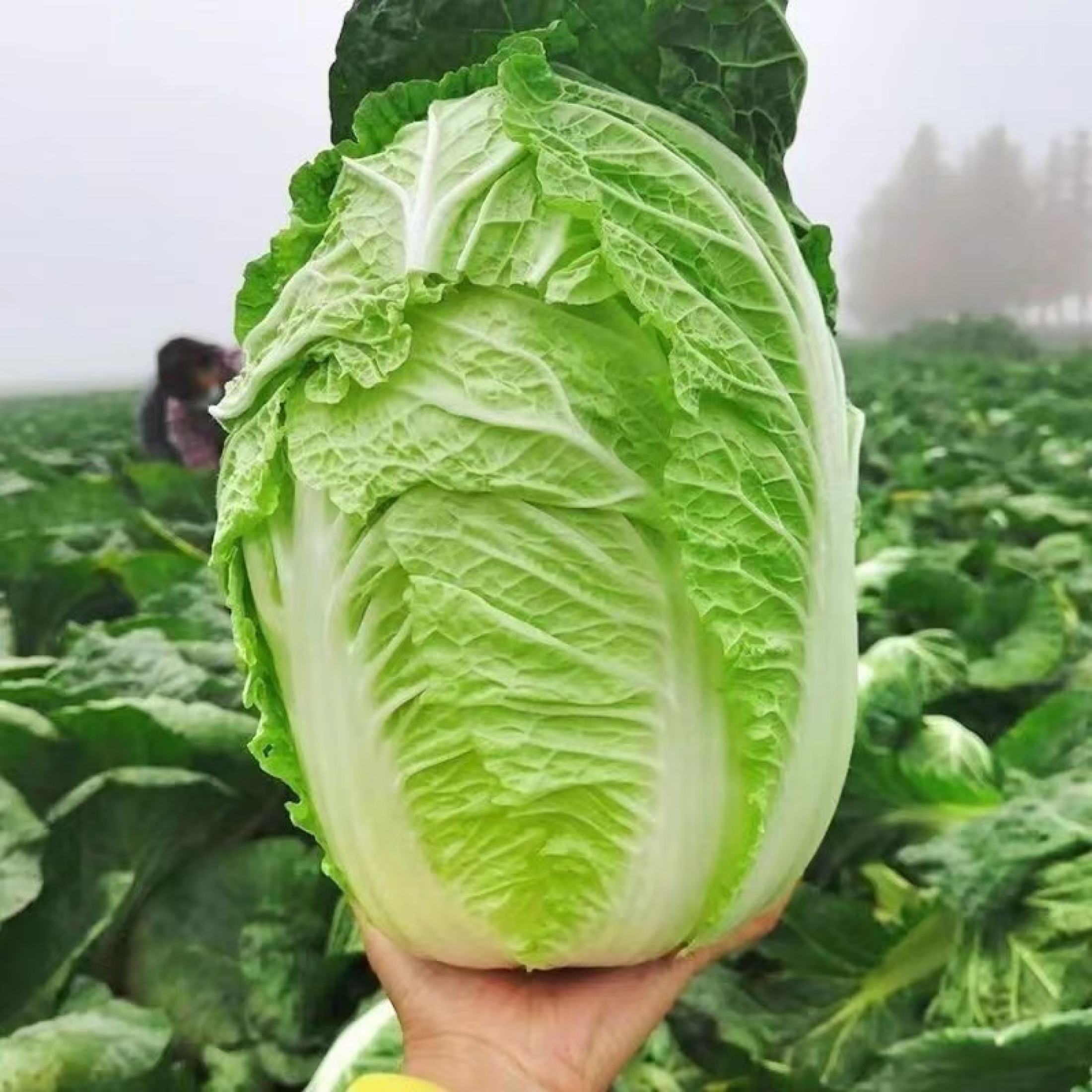 Pechay Baguio/Chinese Cabbage ( 200 Seeds ) | Shopee Philippines