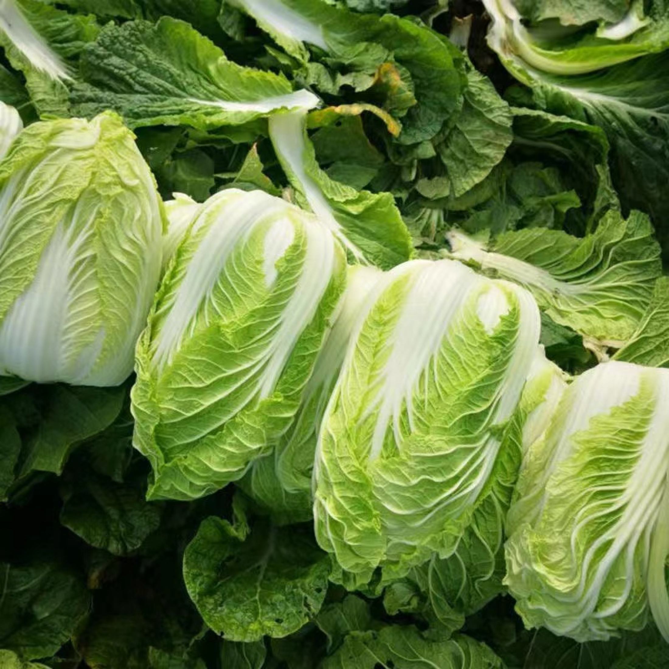 Pechay Baguio/Chinese Cabbage ( 200 Seeds ) | Shopee Philippines